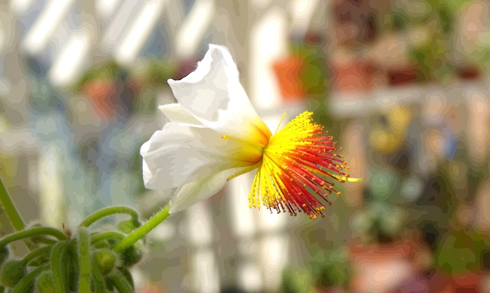 African Lime Tree Flower..... | Meconopsisblue | Blipfoto