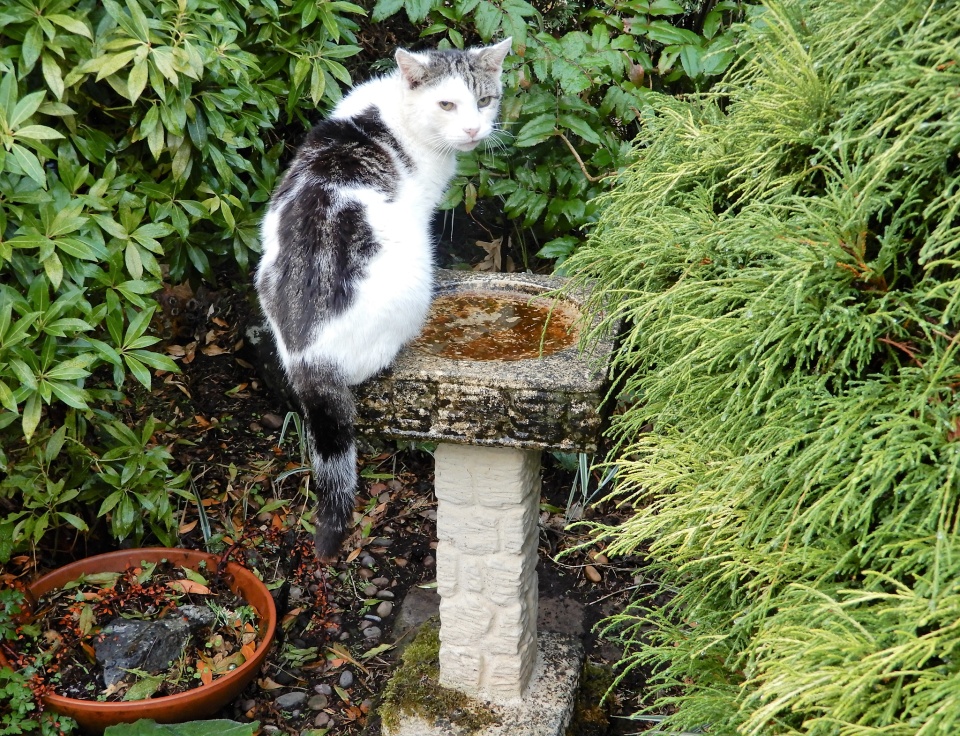 Cat in the bird bath. | biddy | Blipfoto