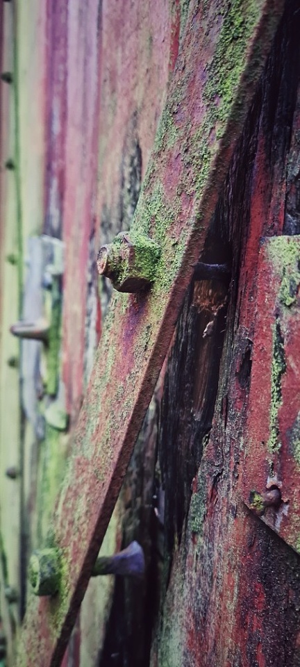 Natural Reclamation | LizMBpics | Blipfoto