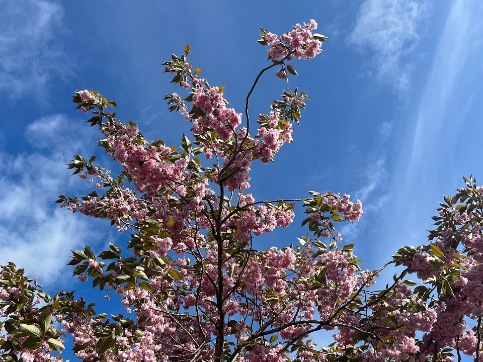 Peace Garden | Libra | Blipfoto