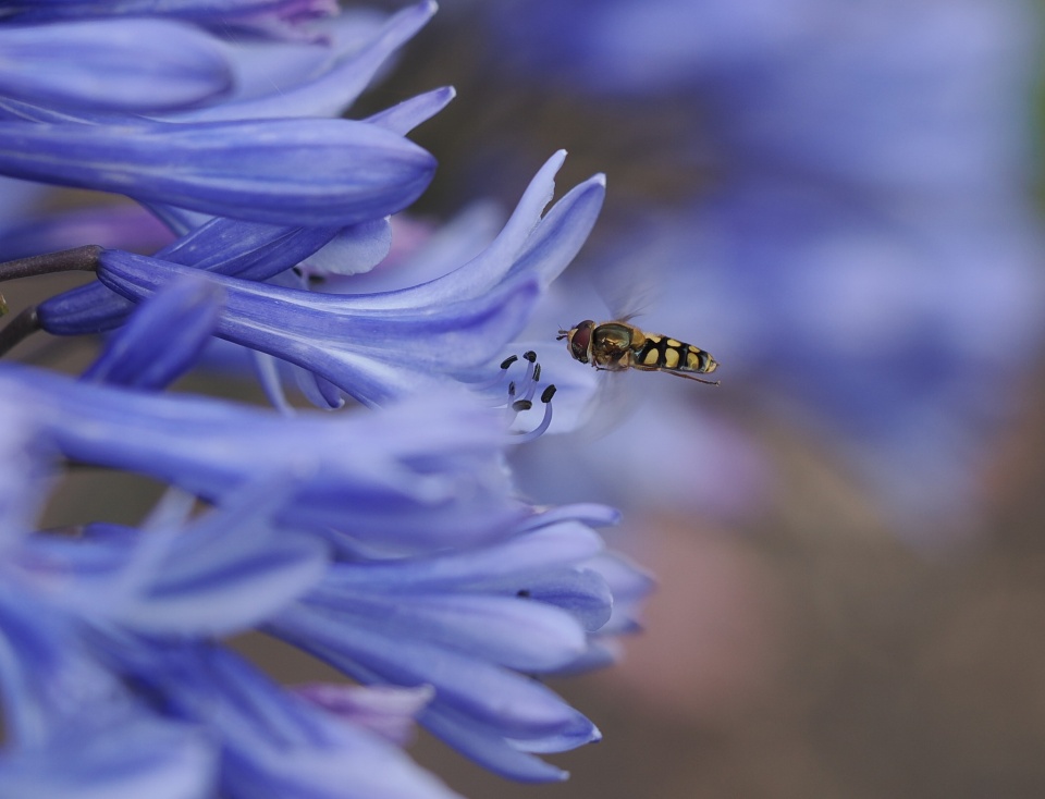 Agapanthus and friend | Technophobe | Blipfoto