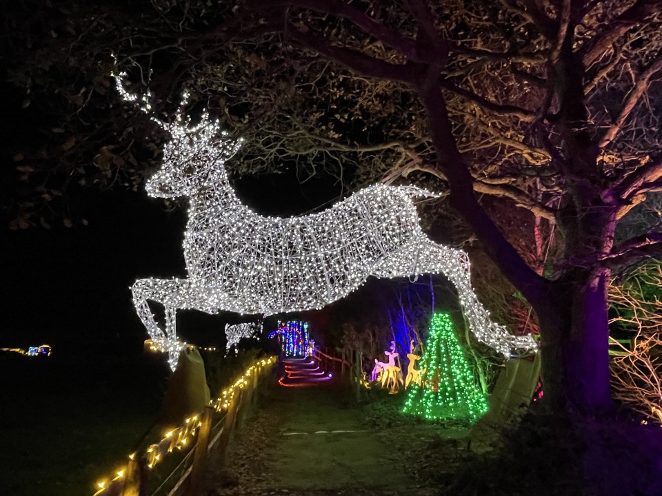 A new reindeer | jennym999 | Blipfoto