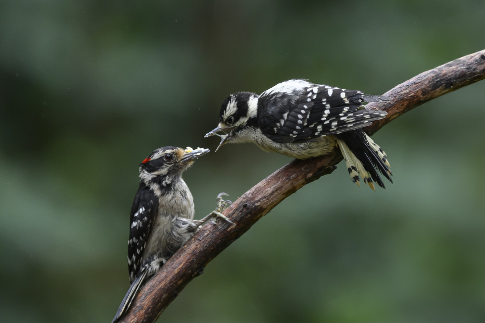 Father's Day | dbifulco | Blipfoto