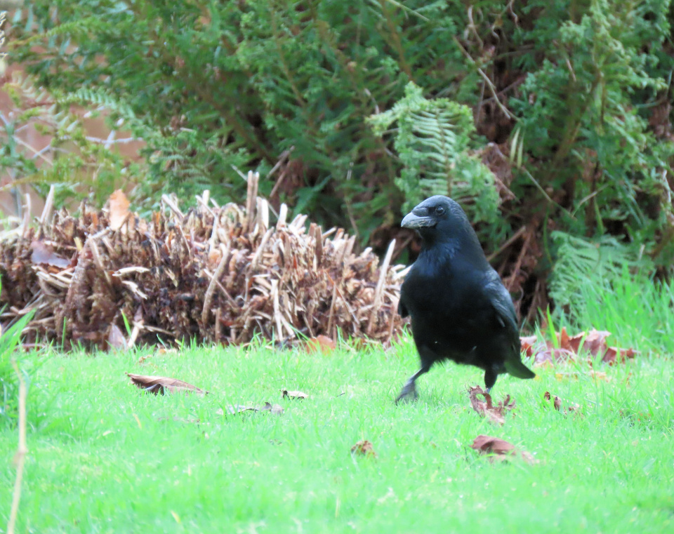 Dancing Crow! | Rosemarie55 | Blipfoto