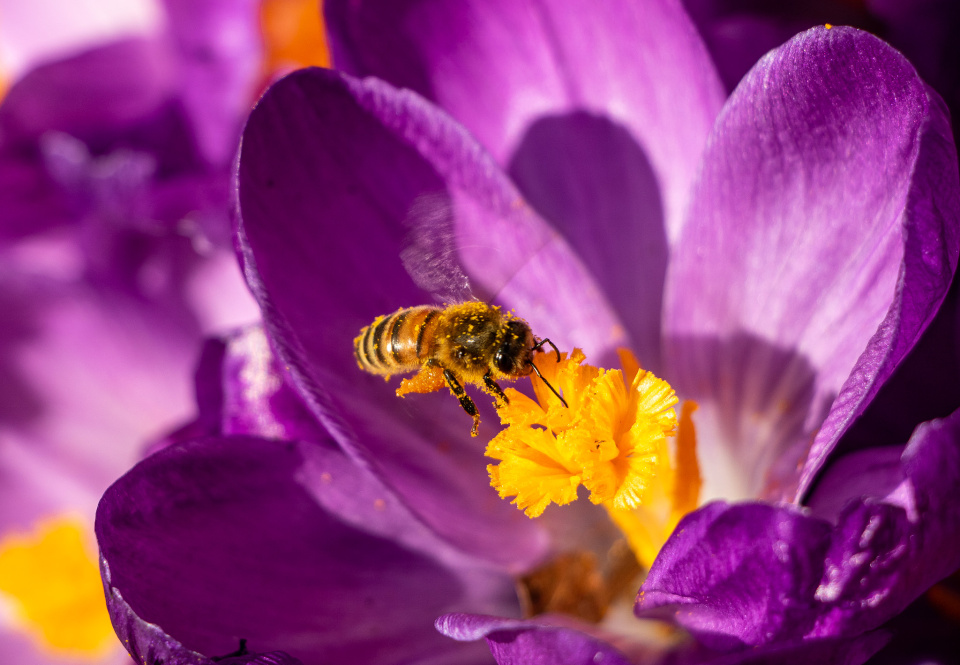 Distracted by bees | KathyH58 | Blipfoto