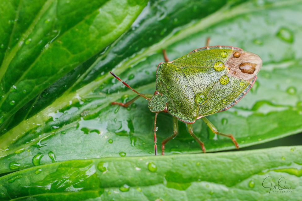 Billy No-mates | JDO | Blipfoto