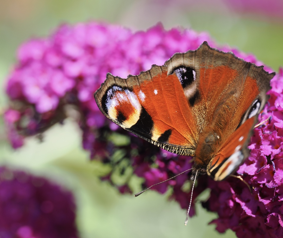 Peacock | Technophobe | Blipfoto