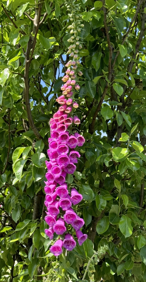FIRST FOXGLOVE | sunflower | Blipfoto