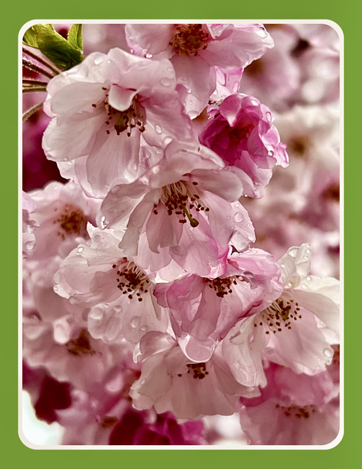Weeping Cherry | Grammy | Blipfoto