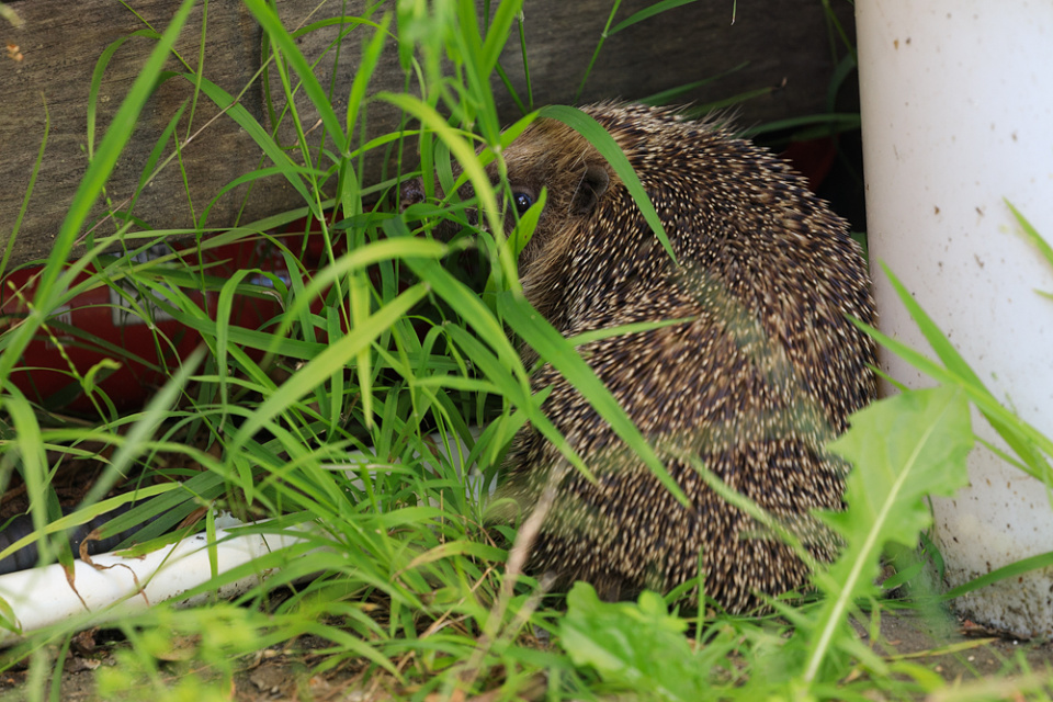Harry Hedgehog | twigs | Blipfoto
