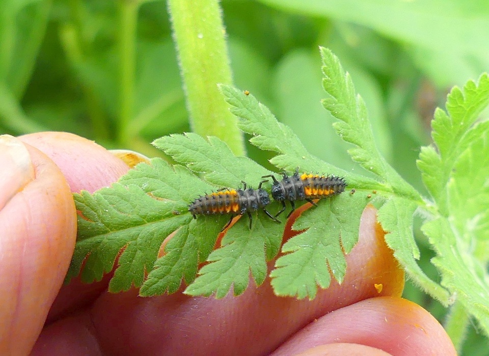 Ladybird babies gobbling aphids | serpentine | Blipfoto