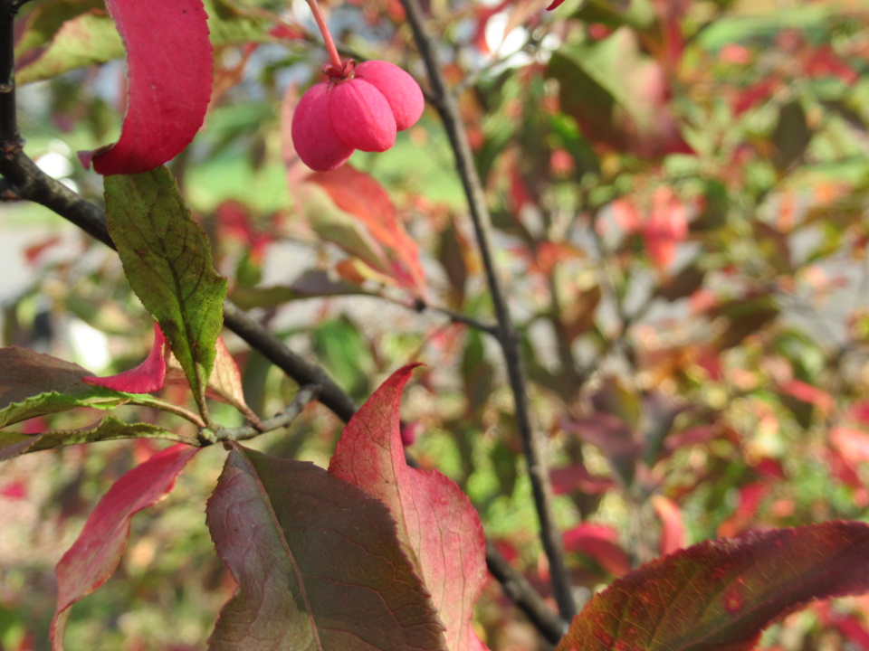 Autumn Spindle Berry | misswinterfinch | Blipfoto