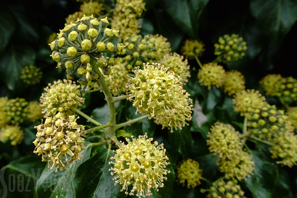 Flowering Ivy | suehutton | Blipfoto