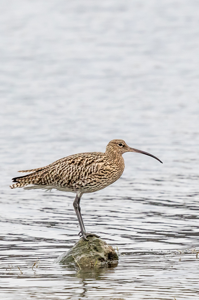 Curlew | fotoday | Blipfoto
