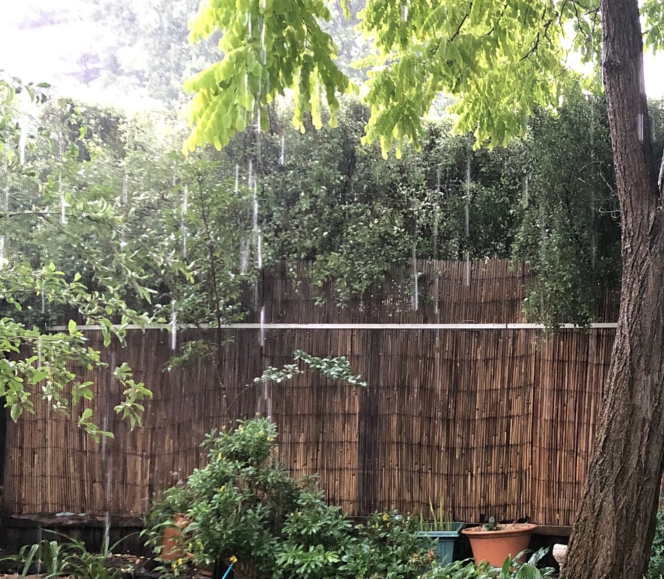 Rain | 59 | Blipfoto