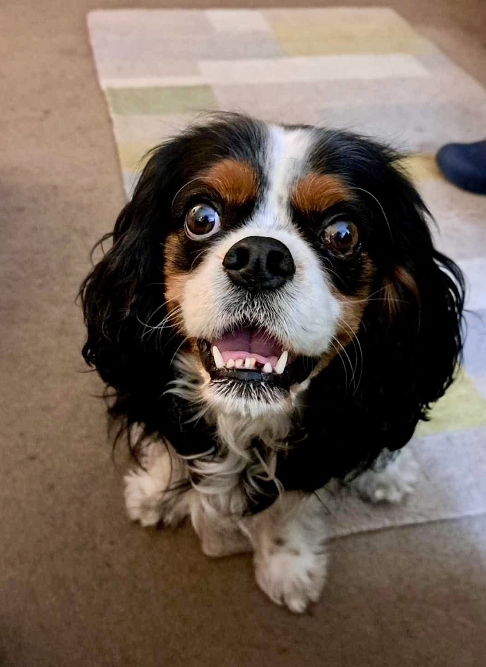 Toothy grin | Emsie | Blipfoto