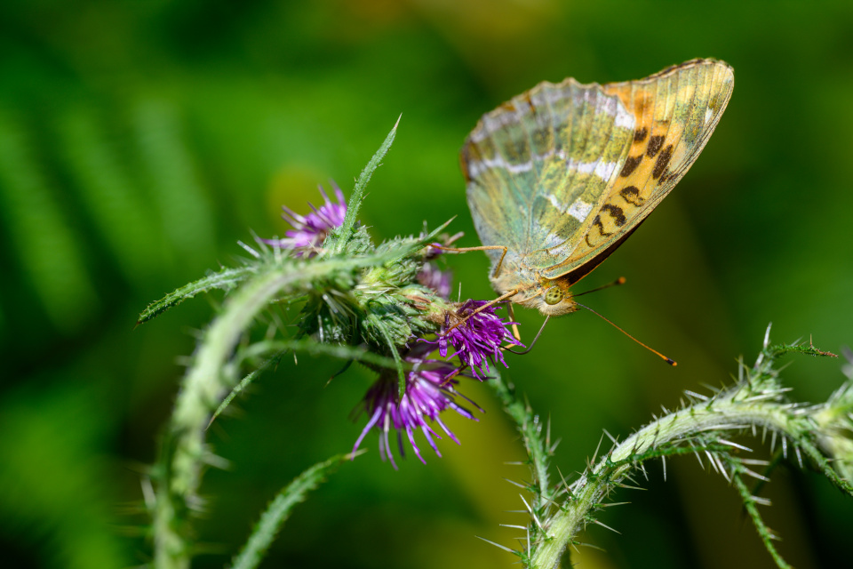 (Green?) Fritillary | NickyR | Blipfoto