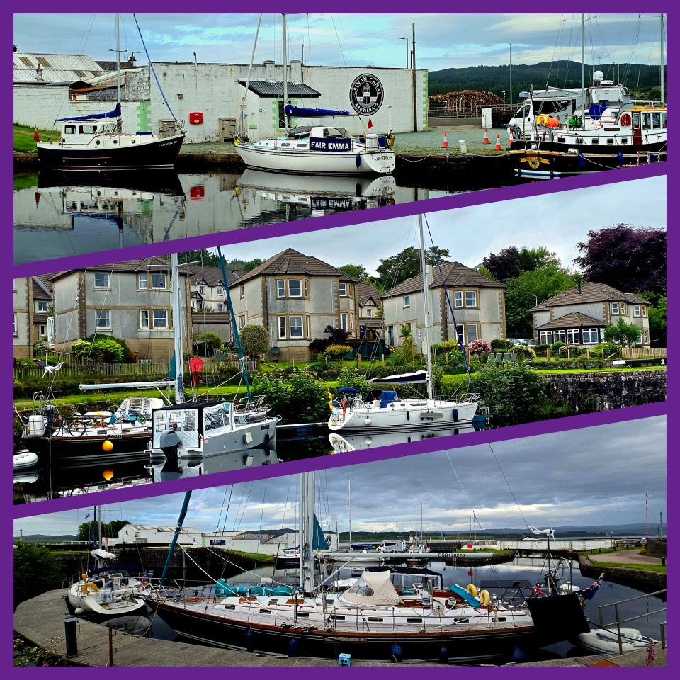 Busy busy | snapper | Blipfoto