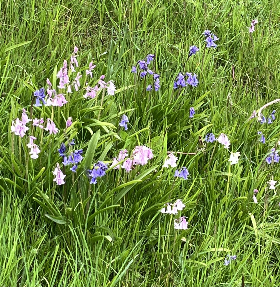 Surprise bluebells. | CherryR | Blipfoto