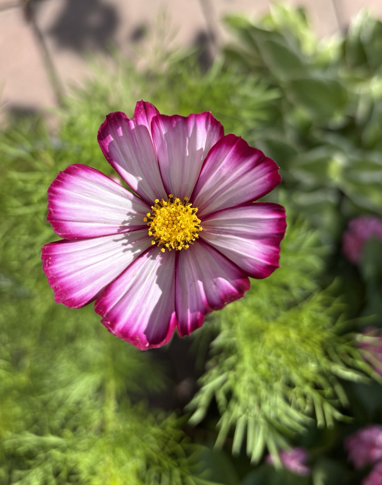 The first Cosmos | jennym999 | Blipfoto