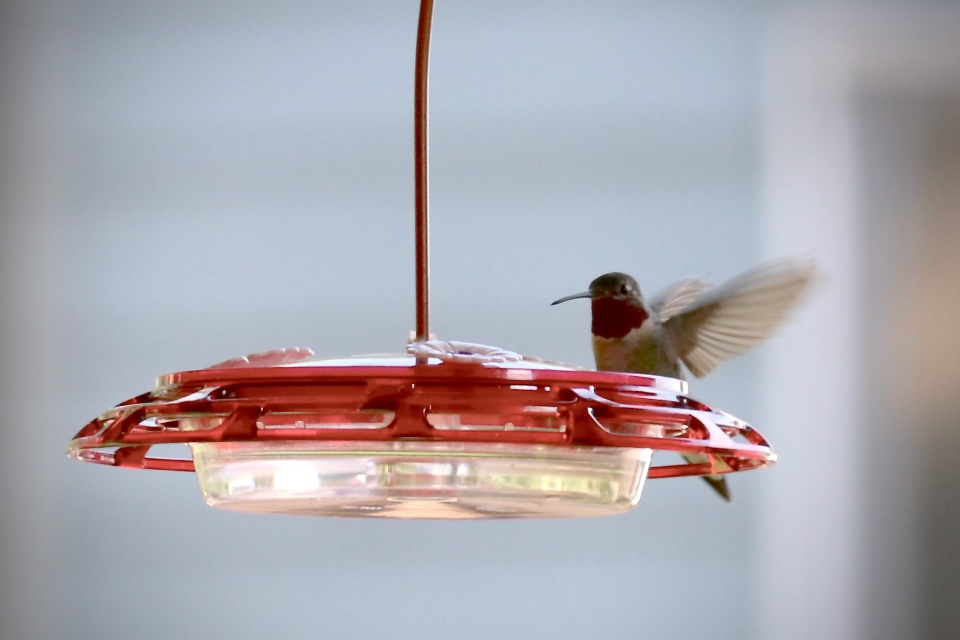 Broad tailed Hummer | stillandknow | Blipfoto