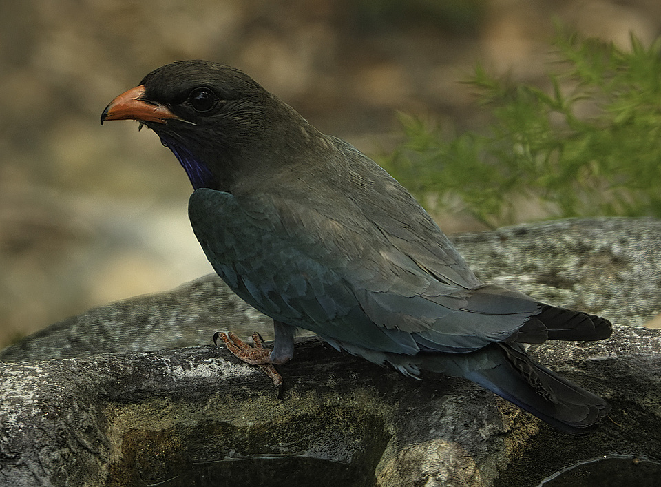 Dollarbird - I had a drink | LyleT | Blipfoto