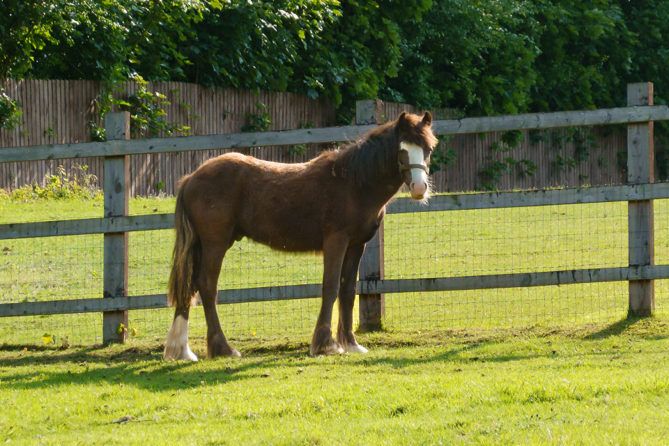 Another Equine Blip | madwill | Blipfoto