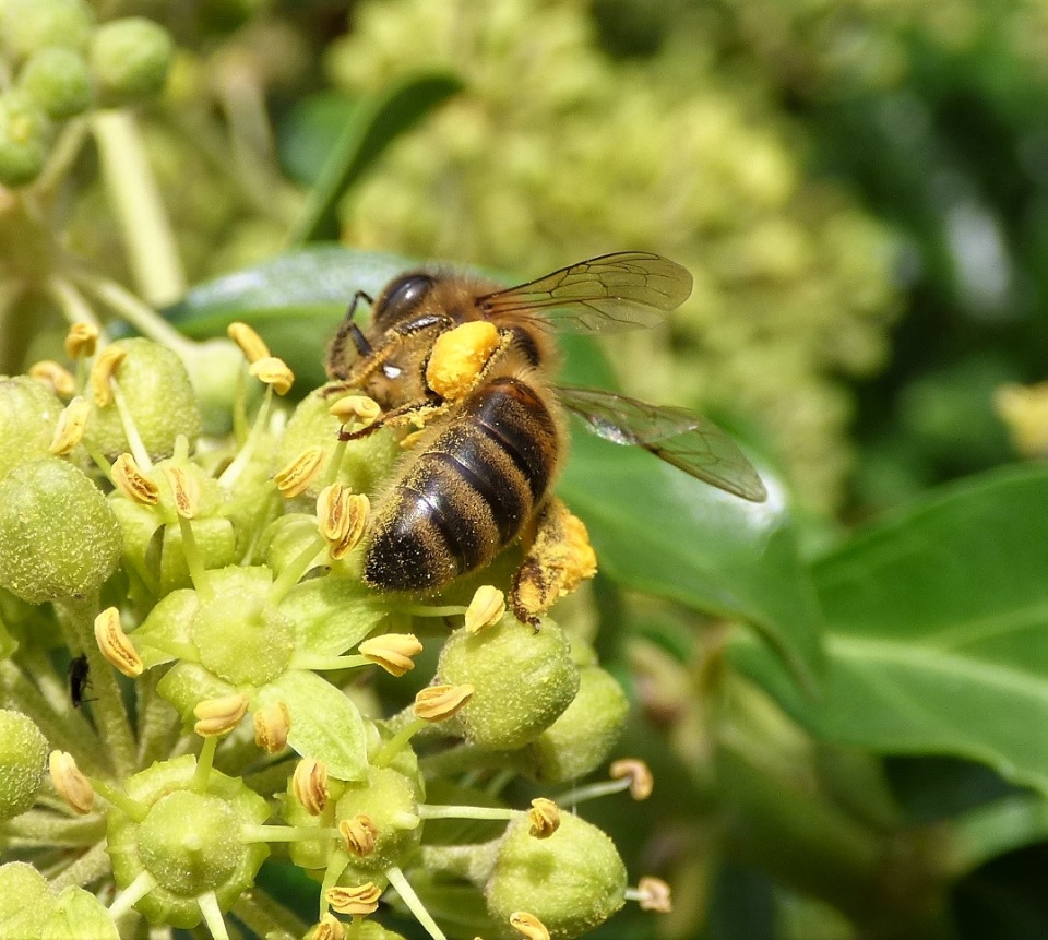 Honey Bee on Ivy | monkey | Blipfoto