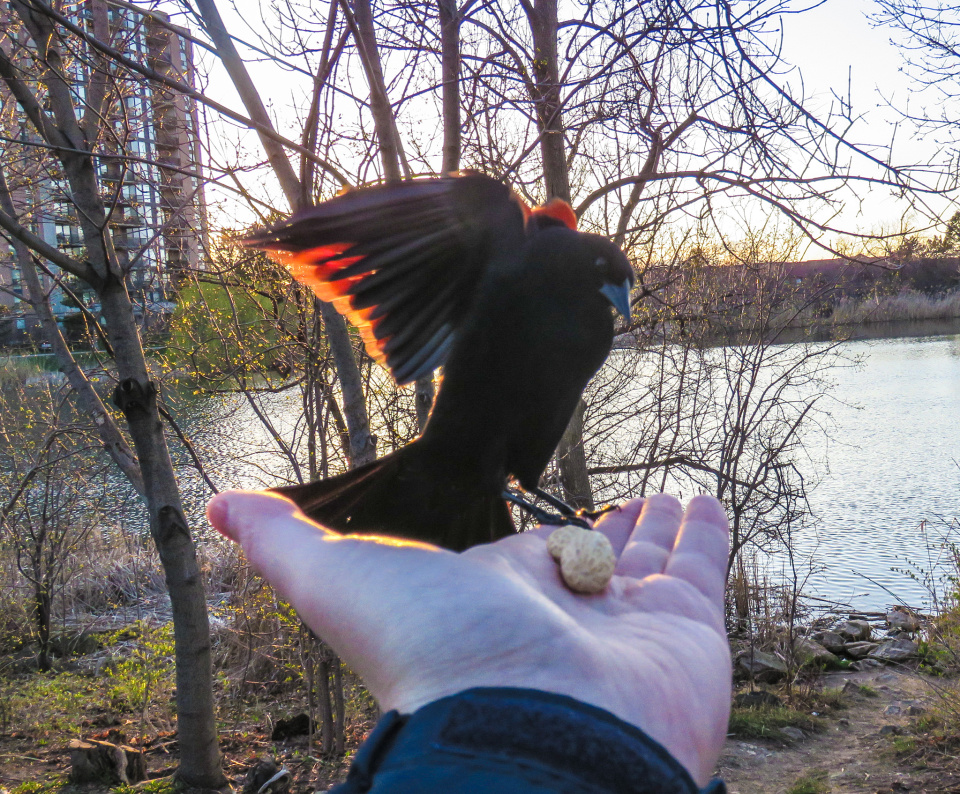 Redwing landing | KevinV | Blipfoto
