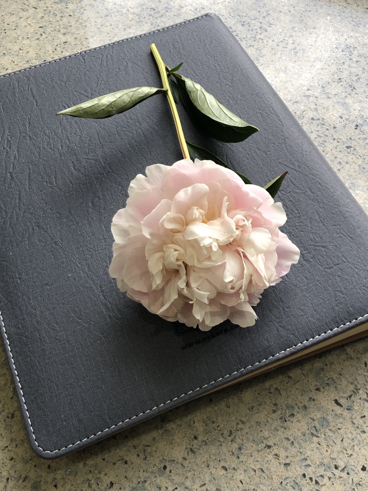 First peony | 59 | Blipfoto