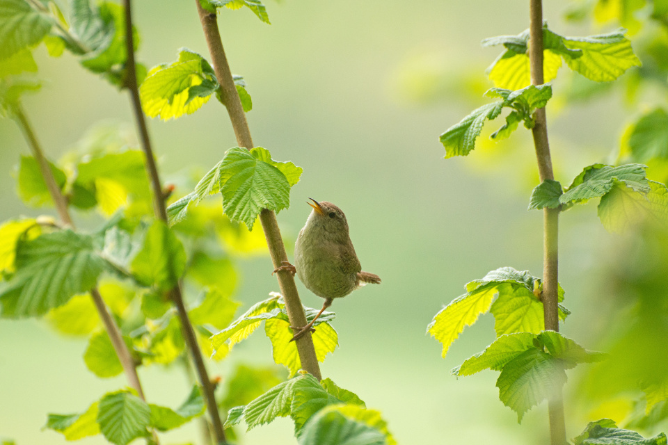 Wrendition | gladders | Blipfoto