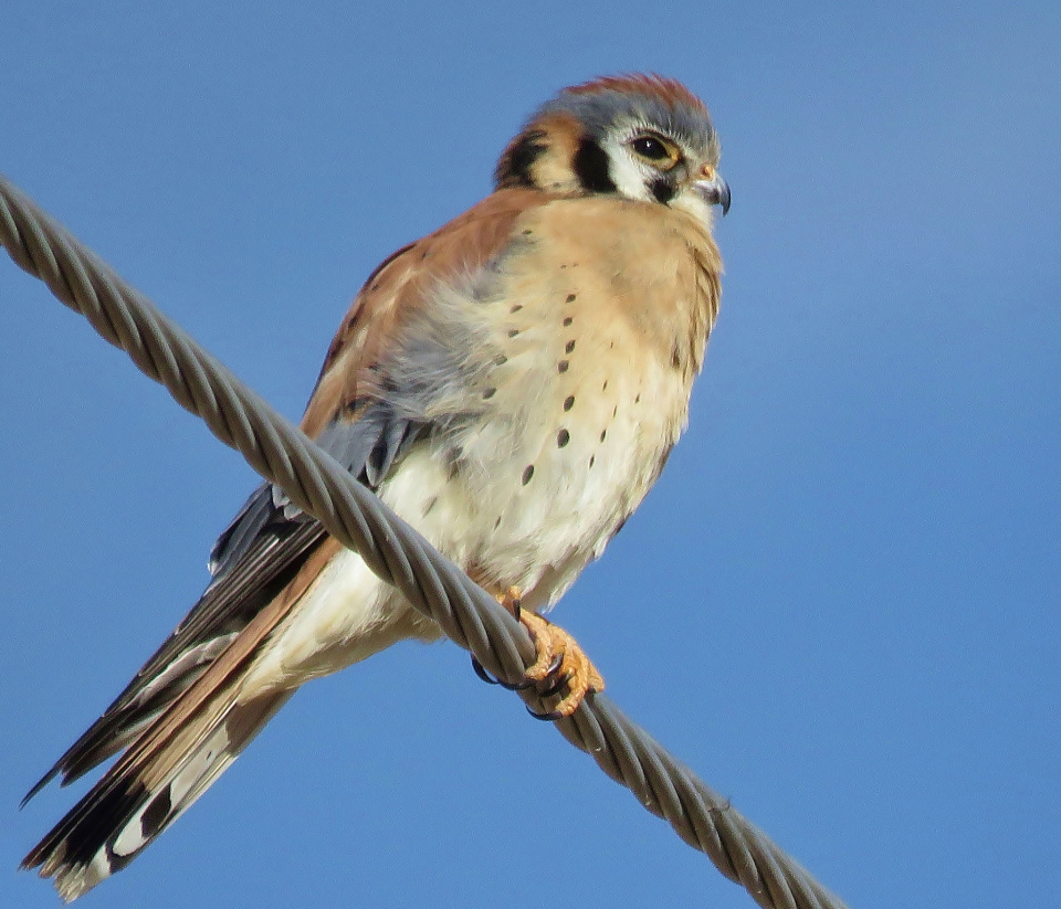 Wild Wednesday: American Kestrel | pipersmom | Blipfoto