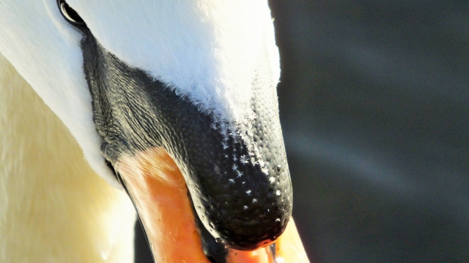 Star Swan | allieballie | Blipfoto