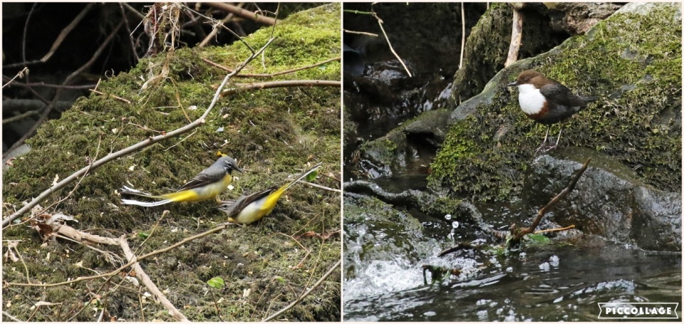 Dipper and Grey Wagtails | NatureWatcher | Blipfoto