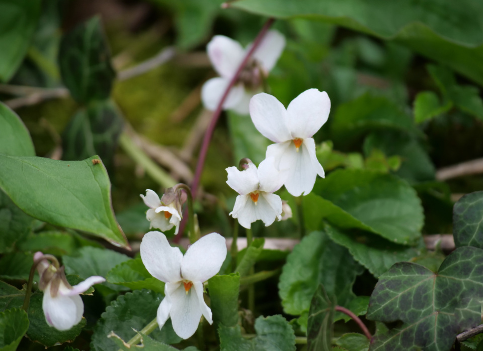 Sweet White Violet | NatureWatcher | Blipfoto