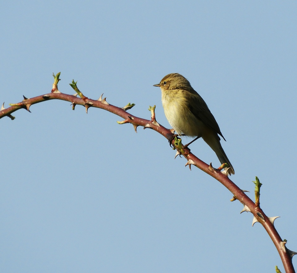 Chiffchaff | Tigger101 | Blipfoto