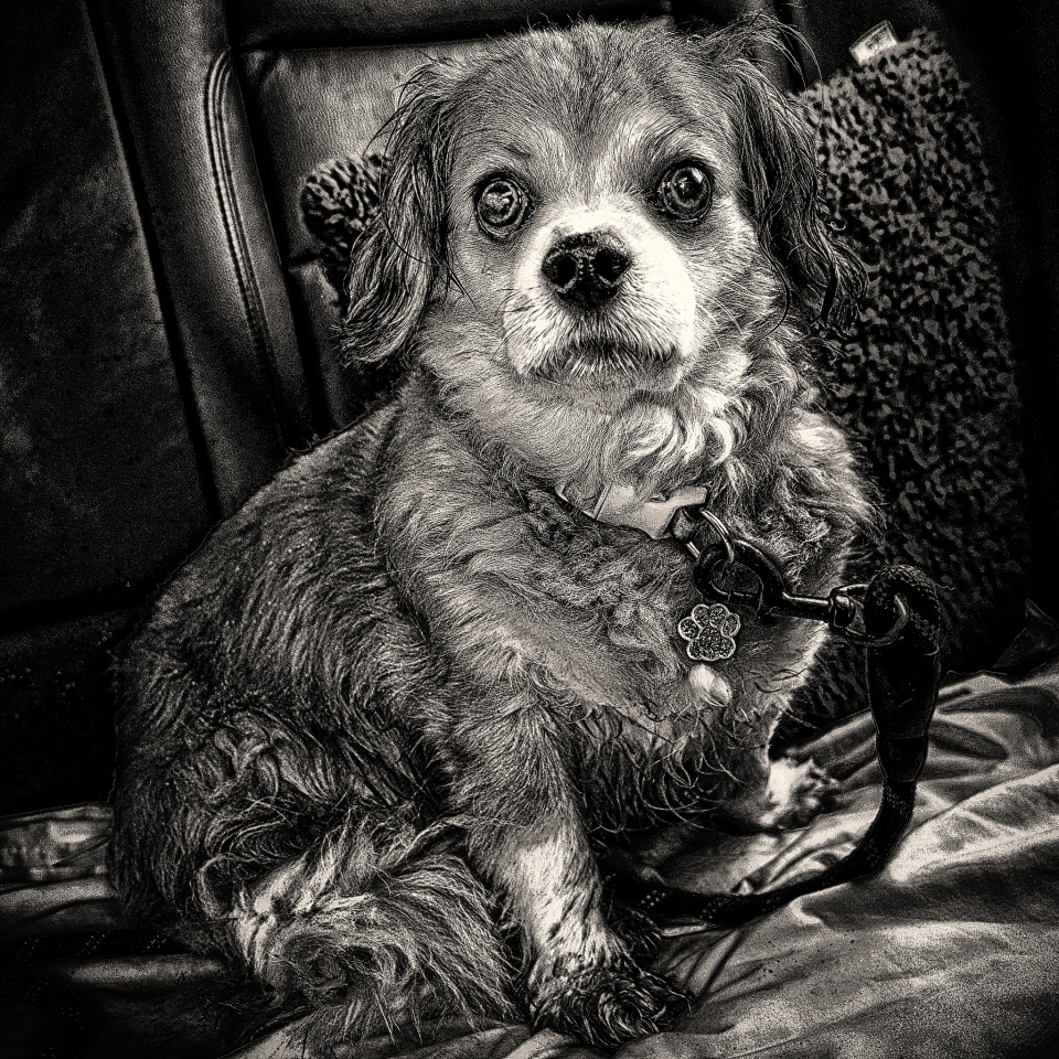 Mollie | BobsBlips | Blipfoto