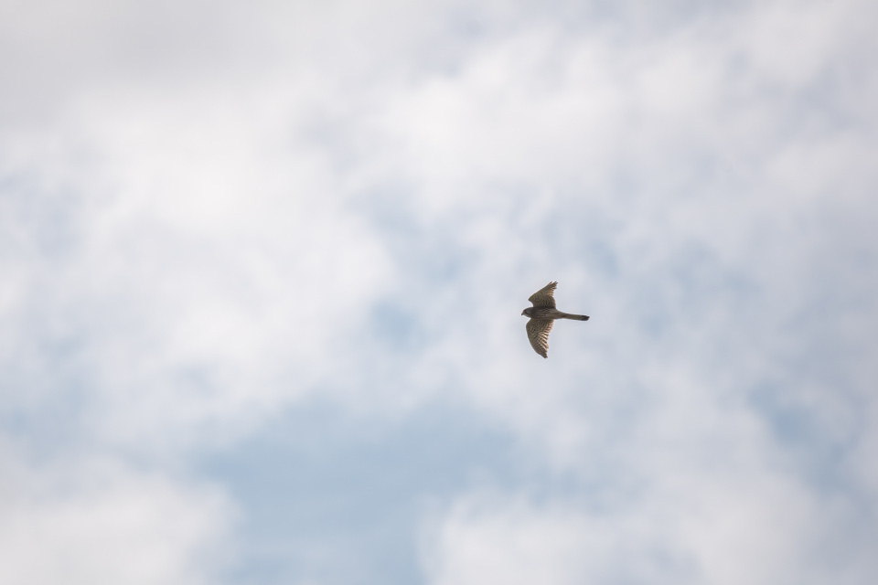 Kestrel Fly By | AH14 | Blipfoto