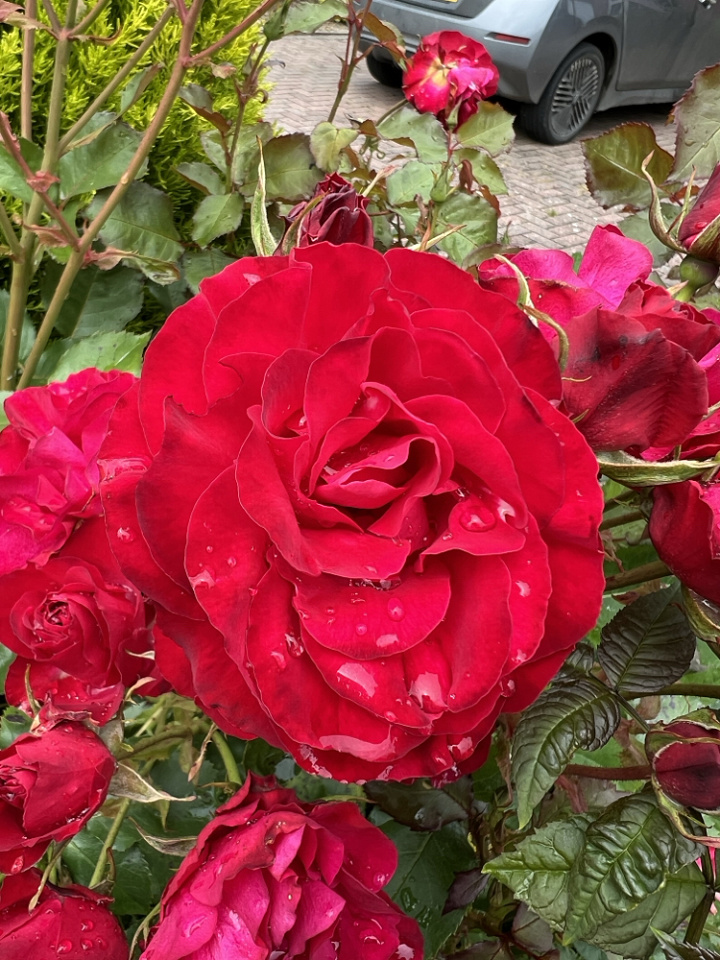 A Red Red Rose | Romay | Blipfoto