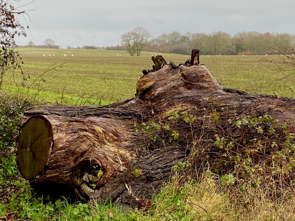 SECOND SUNDAY IN ADVENT AND A DERELICT TREE TRUNK | Honeycombebeach ...