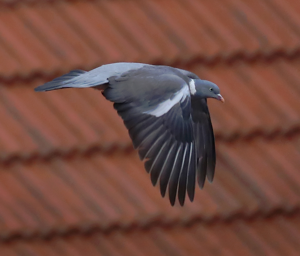 Wood Pigeon in Flight | VandeGraaff | Blipfoto