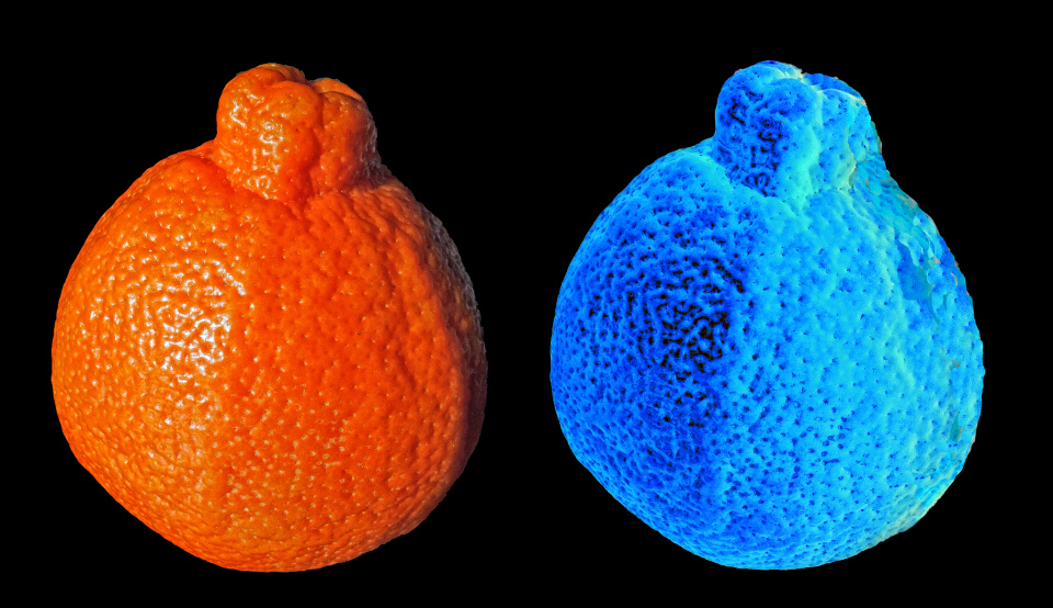 Strange Fruit | Talpa | Blipfoto