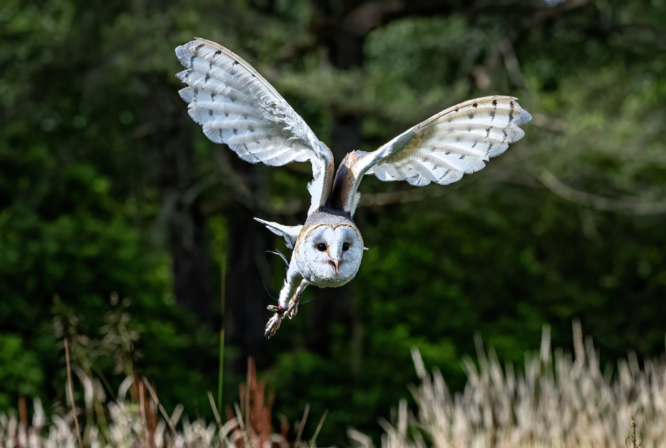 Strathblane Falconry | gblrps | Blipfoto