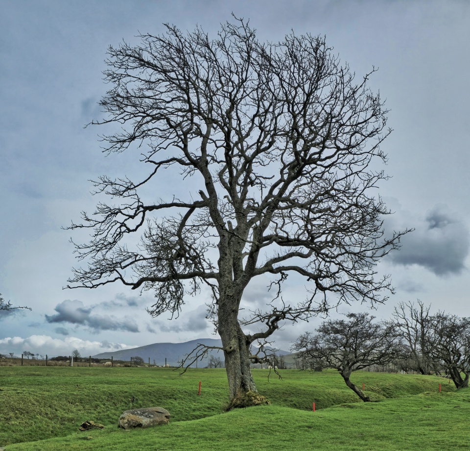 Joe Tree day! | trevorearthy | Blipfoto