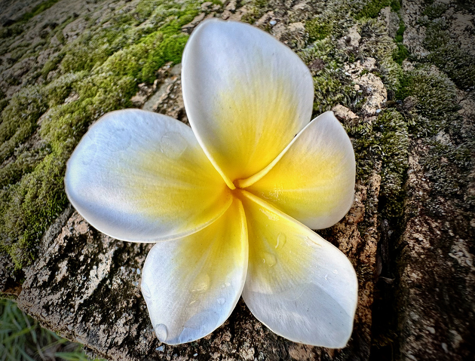 Fallen flower | BanksiaMan | Blipfoto