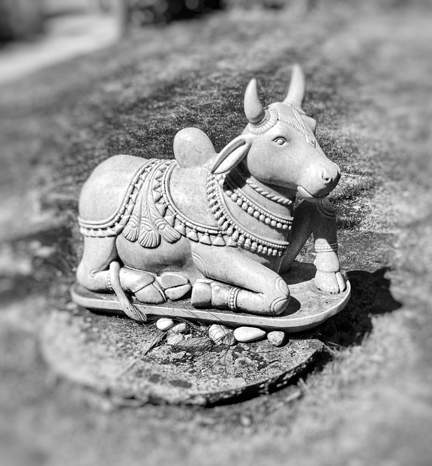 The Sacred Cow. | jimbo2750 | Blipfoto