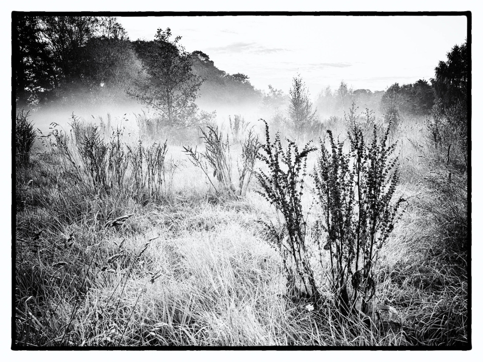 Wild (dead) Flower Meadow | GrahamColling | Blipfoto