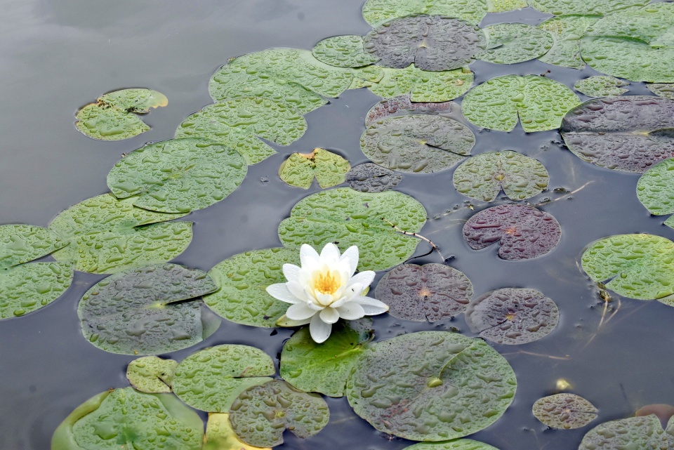 Lovely lonely lily | pixelpixie | Blipfoto