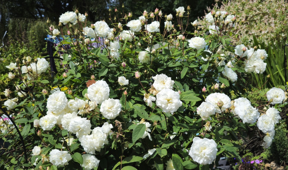 Susan Williams-Ellis rose. | trevorearthy | Blipfoto