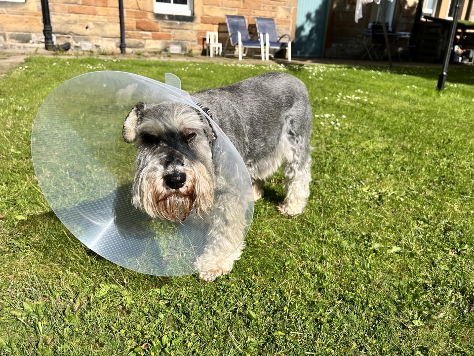 Poor wee Archie! | LadyMarchmont | Blipfoto